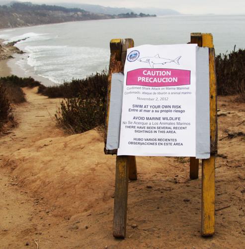 Swimming with sharks: Carpinteria’s white shark population continues to ...