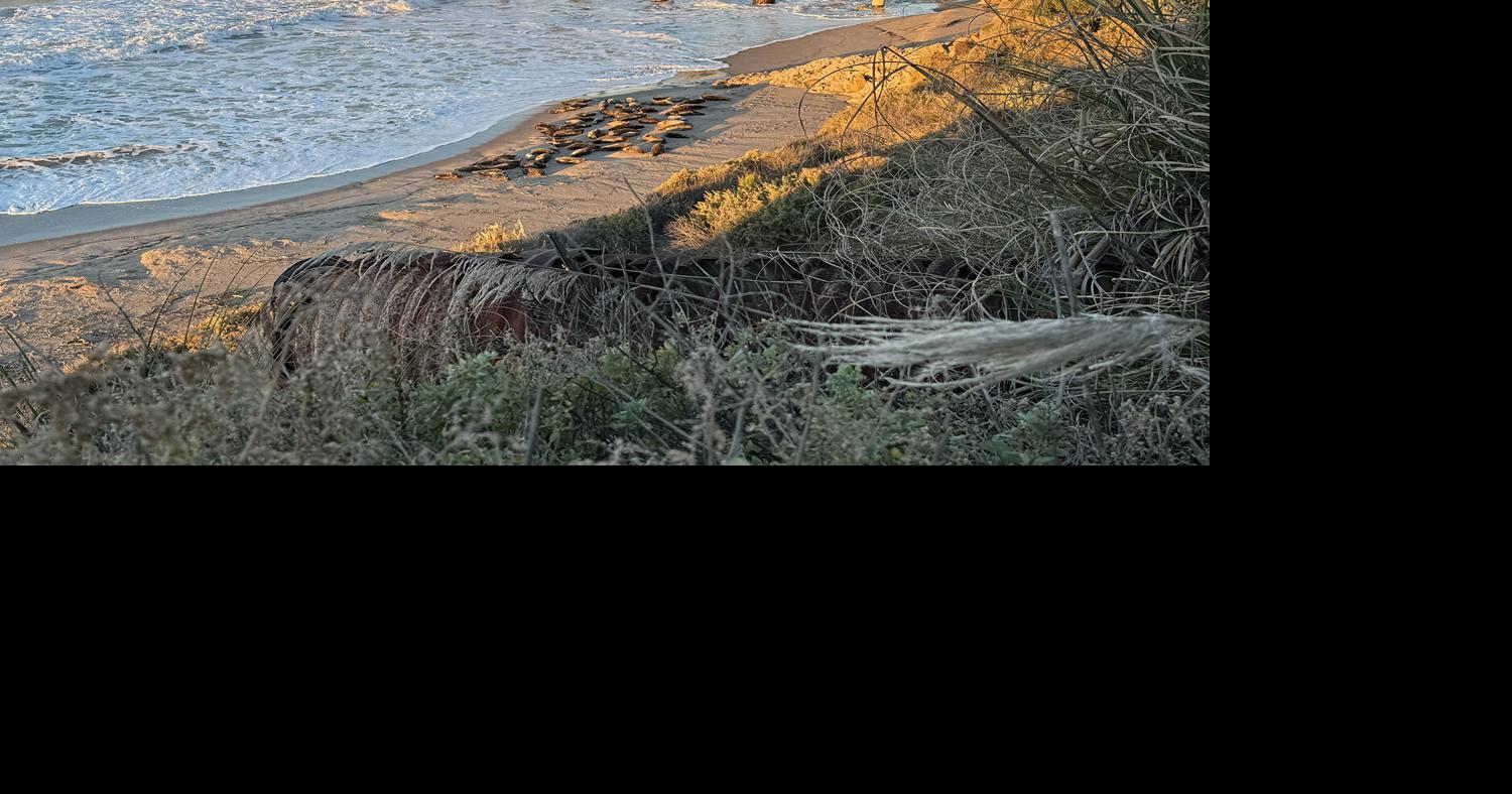 Save Our Seals: November Recap | News | coastalview.com