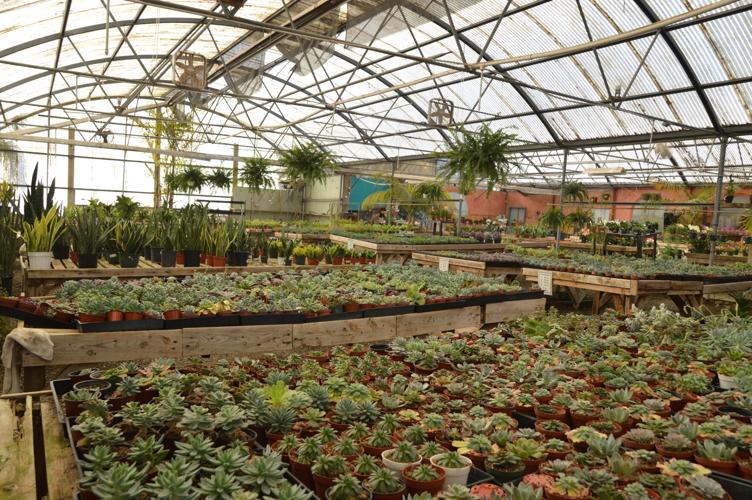 Planting good business roots: Island View Nursery | Business ...