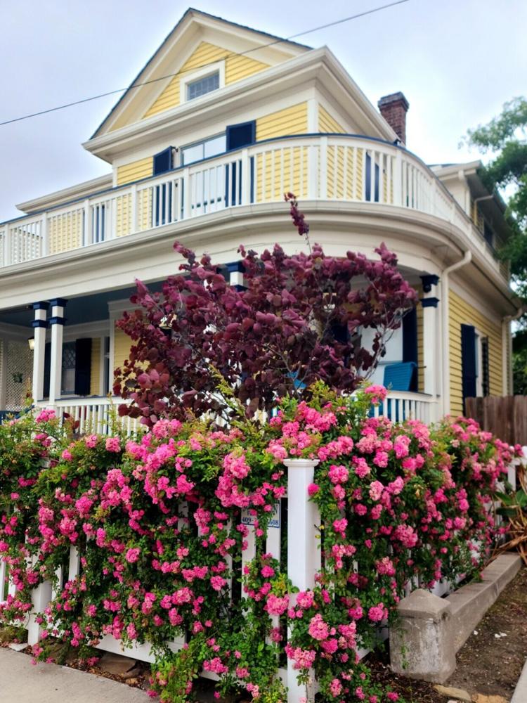 A resilient rose | Features | coastmonthly.com