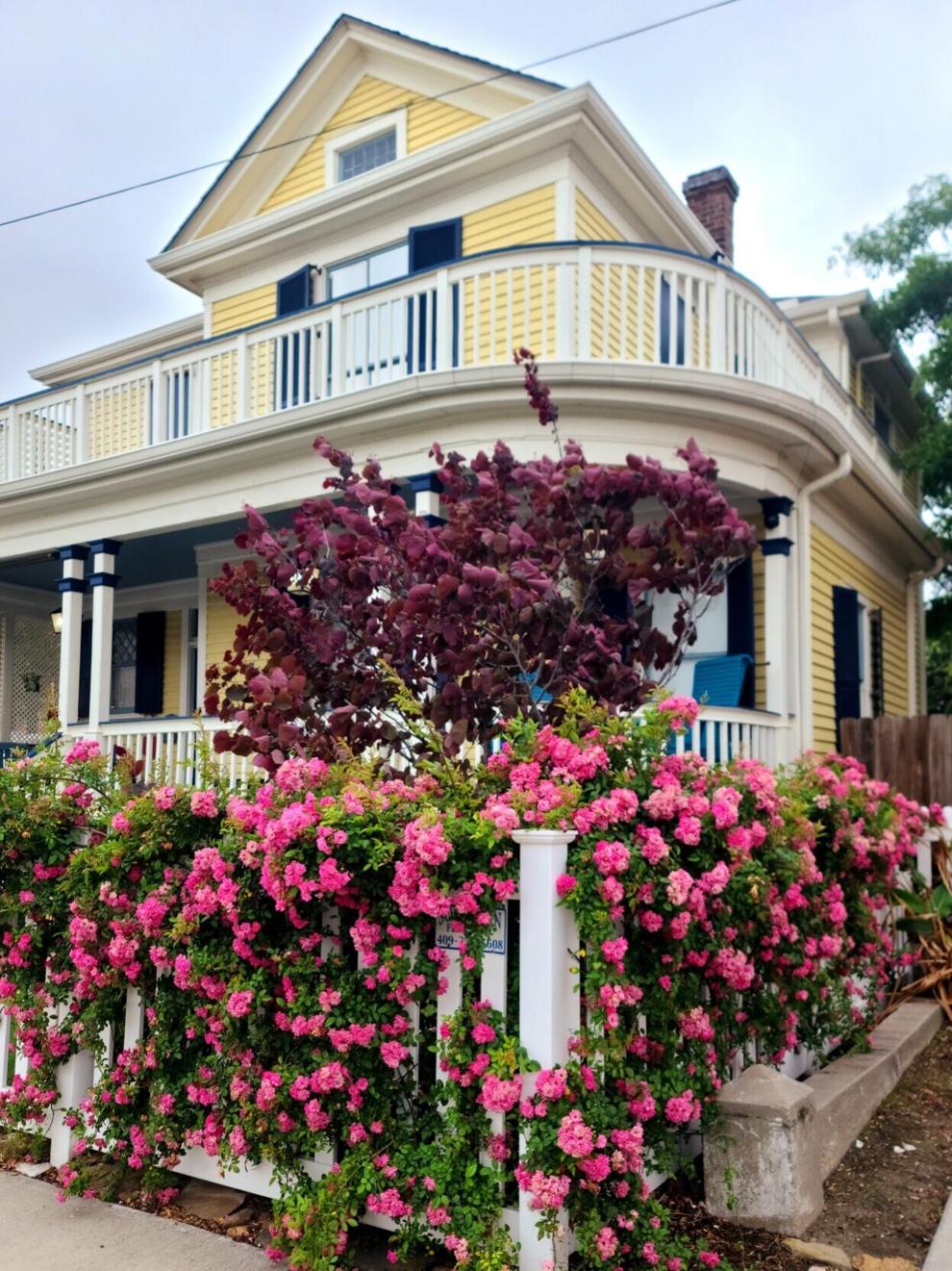 A resilient rose | Features | coastmonthly.com