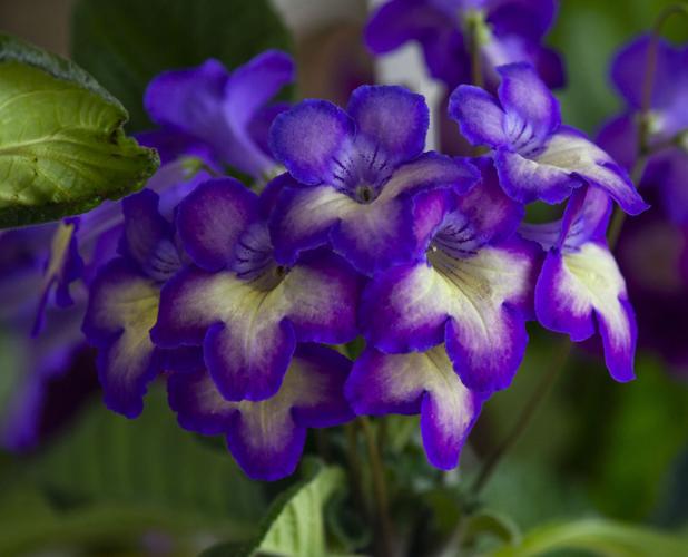 Light and love | Garden Variety | coastmonthly.com