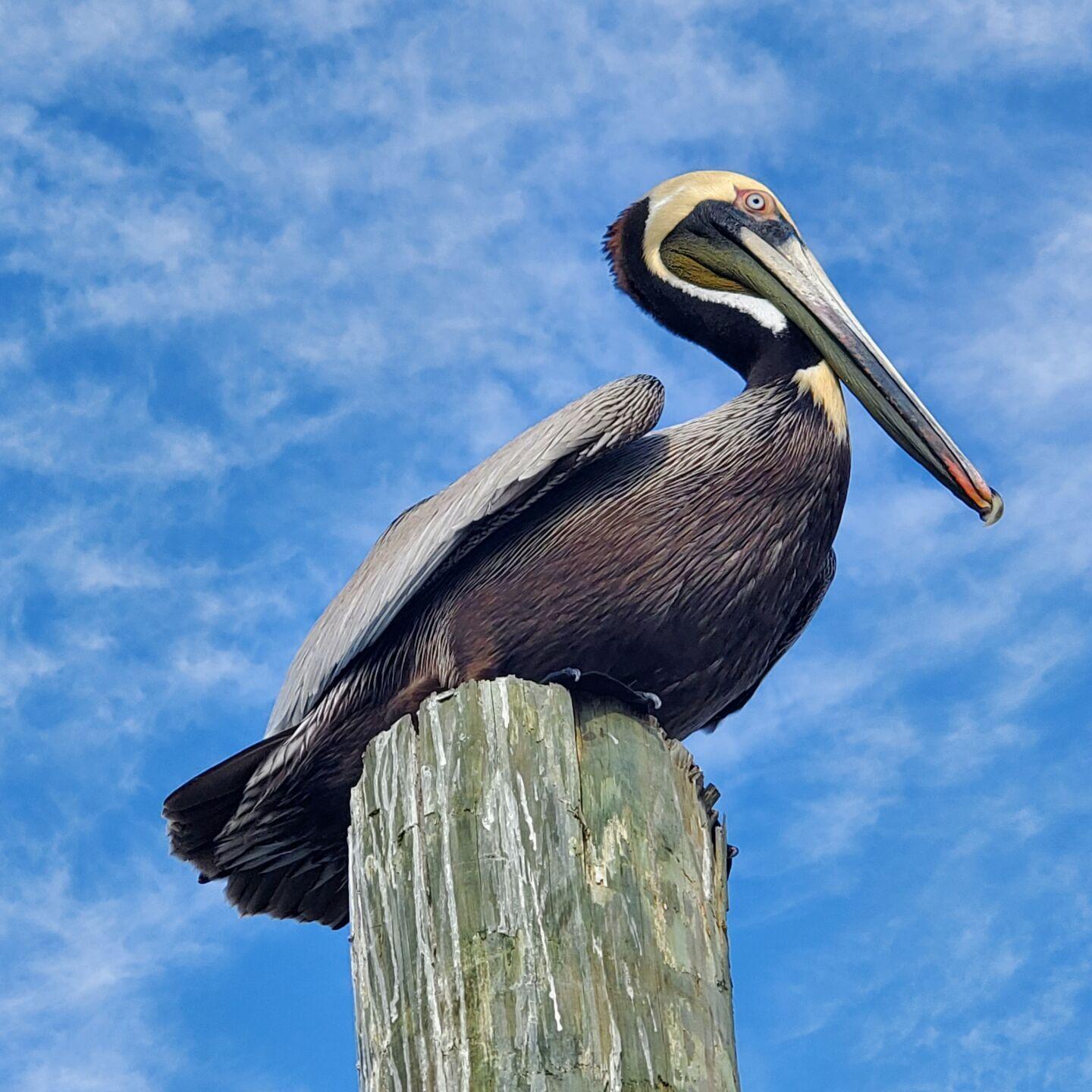 Shutterbugs | coastmonthly.com