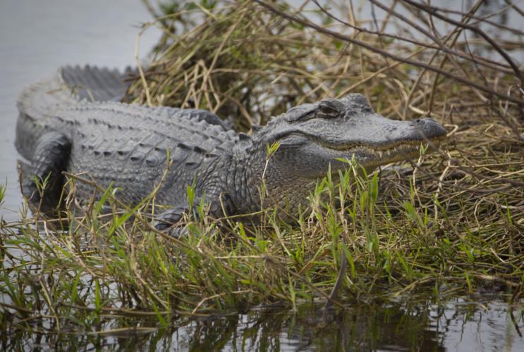 ‘We’re hunters, but we’re not killers’ | Features | coastmonthly.com