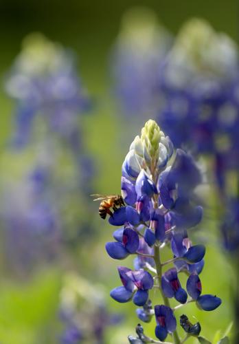 Go wild | Garden Variety | coastmonthly.com