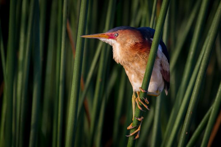 ‘A living museum’ | Features | coastmonthly.com