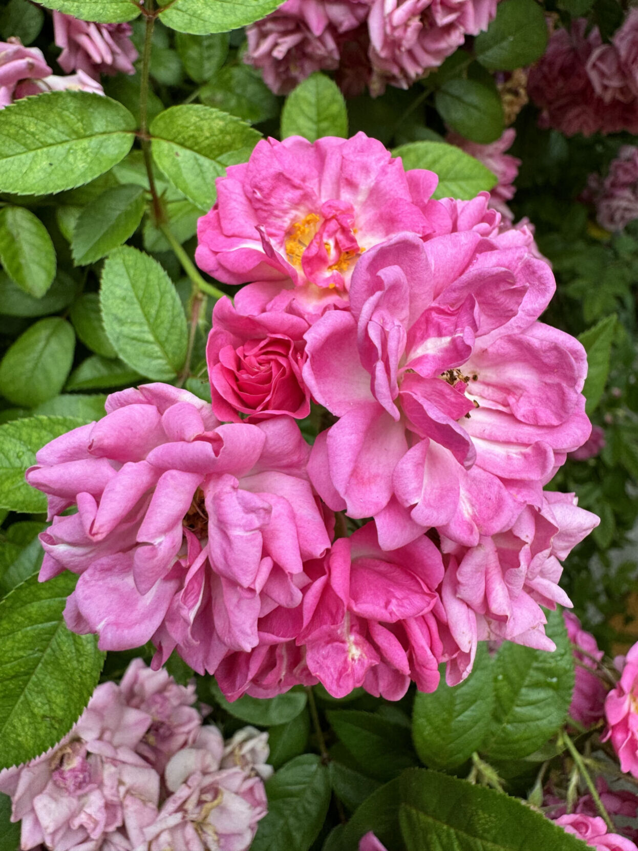 A resilient rose | Features | coastmonthly.com