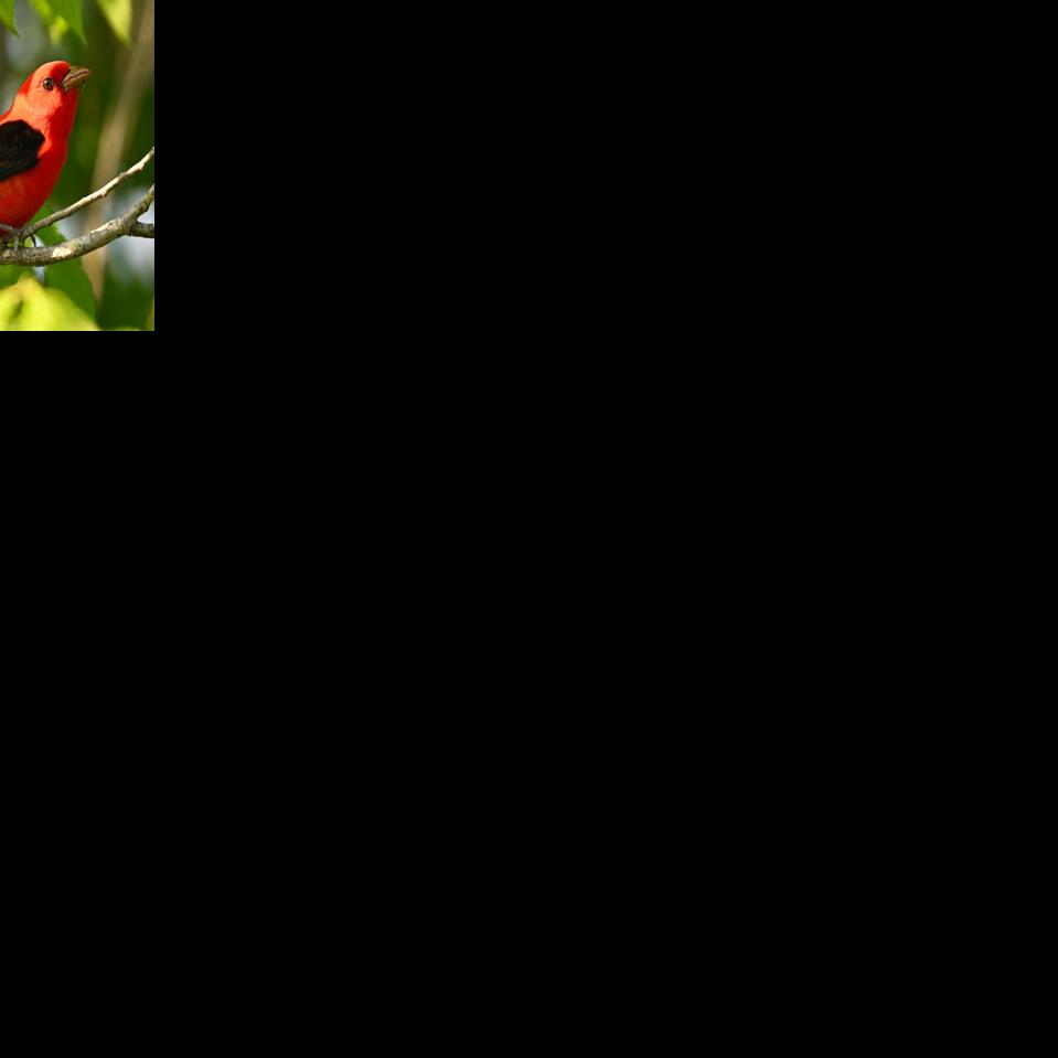 Shutterbugs | coastmonthly.com