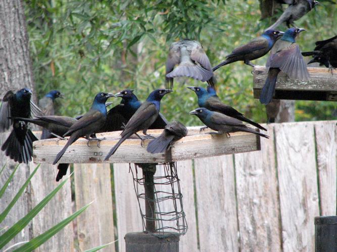 'Amazing storybook' | Features | coastmonthly.com