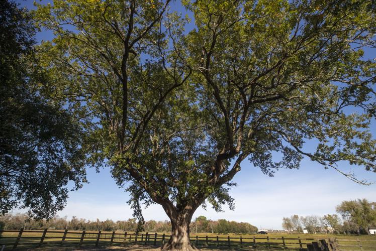 Standing the test of time | Features | coastmonthly.com