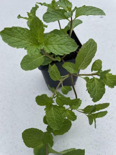 Mint condition | Garden Variety | coastmonthly.com