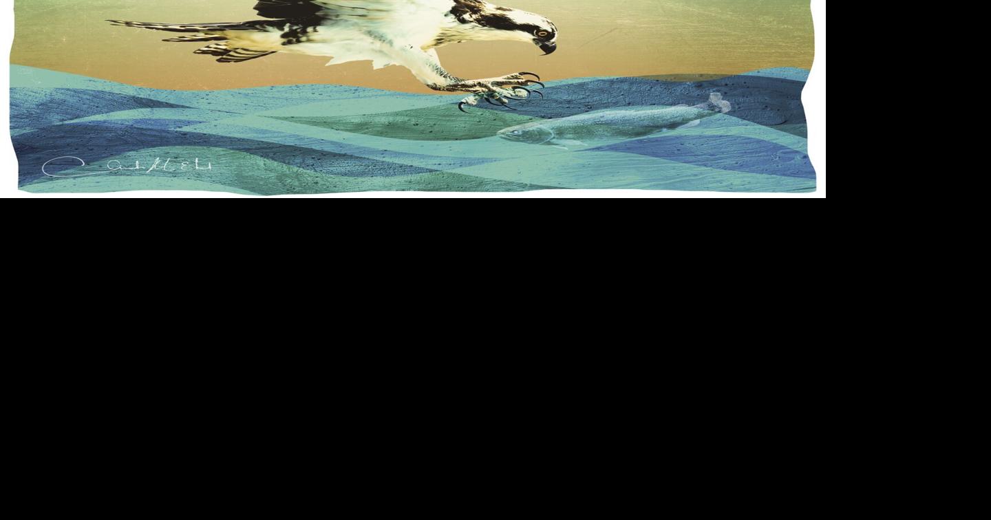 Osprey | Bird's Eye View | coastmonthly.com