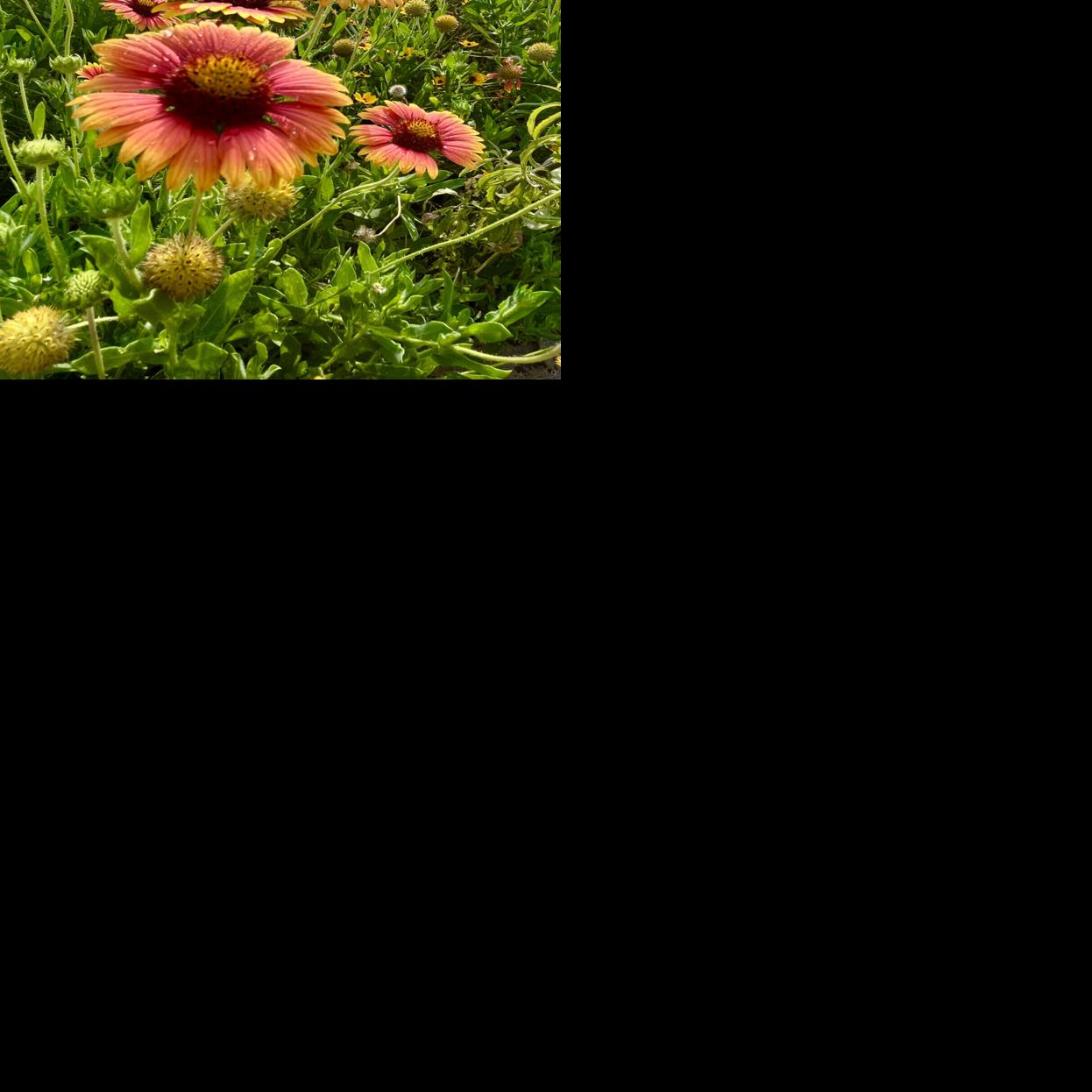 Shutterbugs | coastmonthly.com