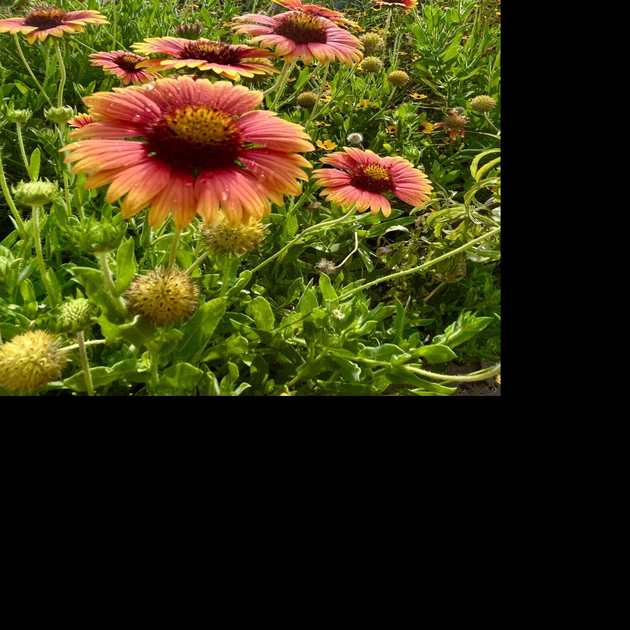 Shutterbugs | coastmonthly.com