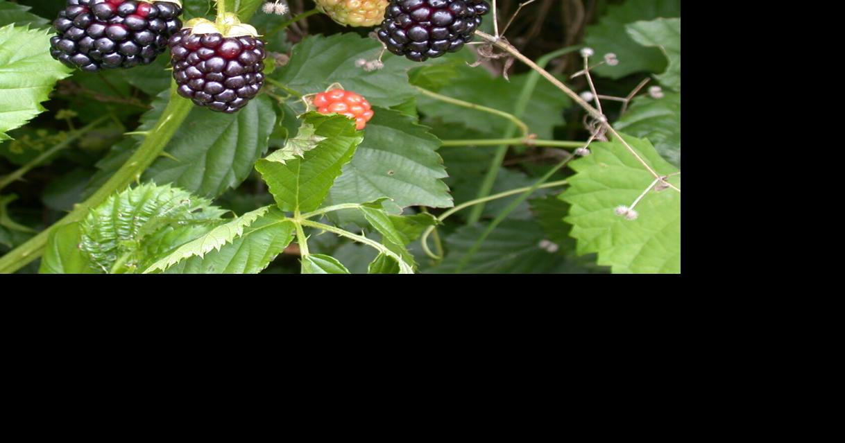 Bearing fruit | Garden Variety | coastmonthly.com