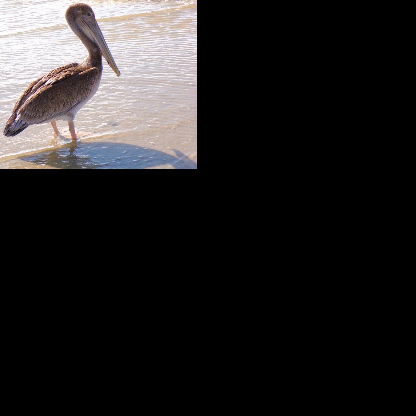 Shutterbugs | coastmonthly.com