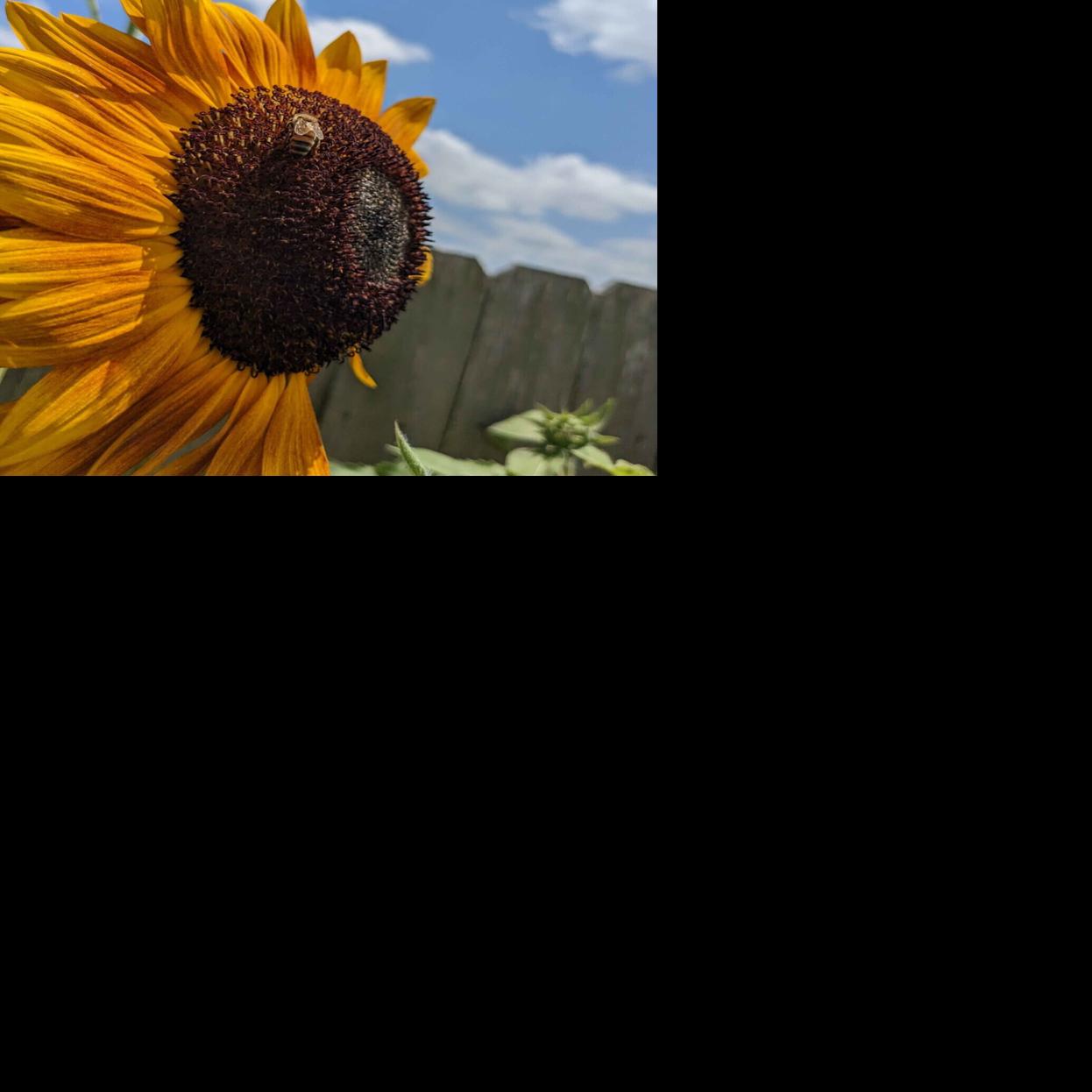 Shutterbugs | coastmonthly.com