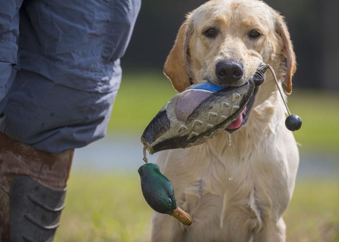 These dogs will hunt | Features | coastmonthly.com