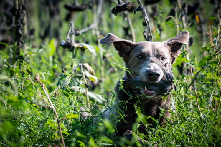 Peace, love and birdshot | Features | coastmonthly.com