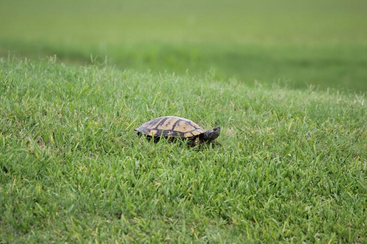 January Shutterbugs | Shutterbugs | coastmonthly.com