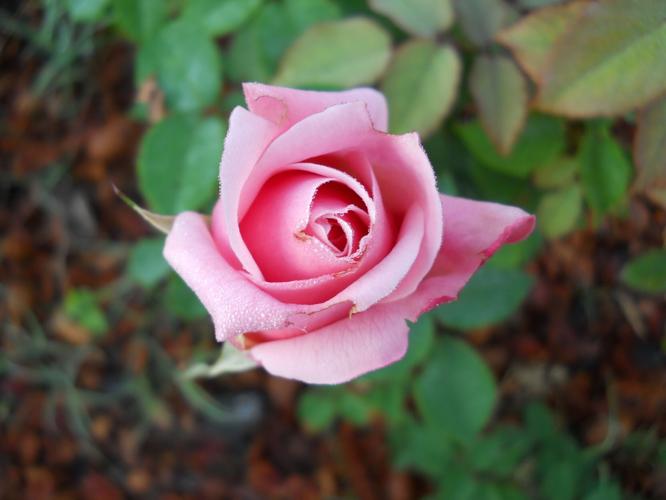 Love is a rose | Garden Variety | coastmonthly.com