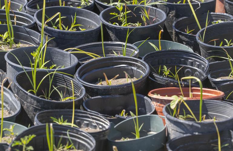 Protecting a prairie | Features | coastmonthly.com