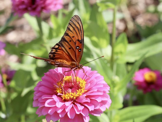 September Shutterbugs | Shutterbugs | coastmonthly.com