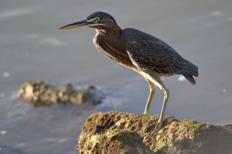 November Shutterbugs | Shutterbugs | coastmonthly.com