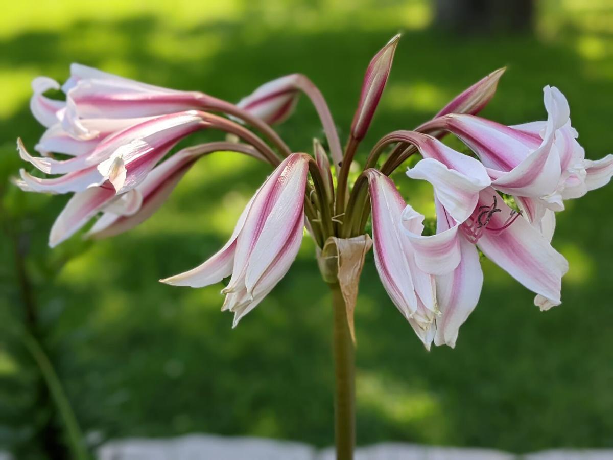 lilium cecil