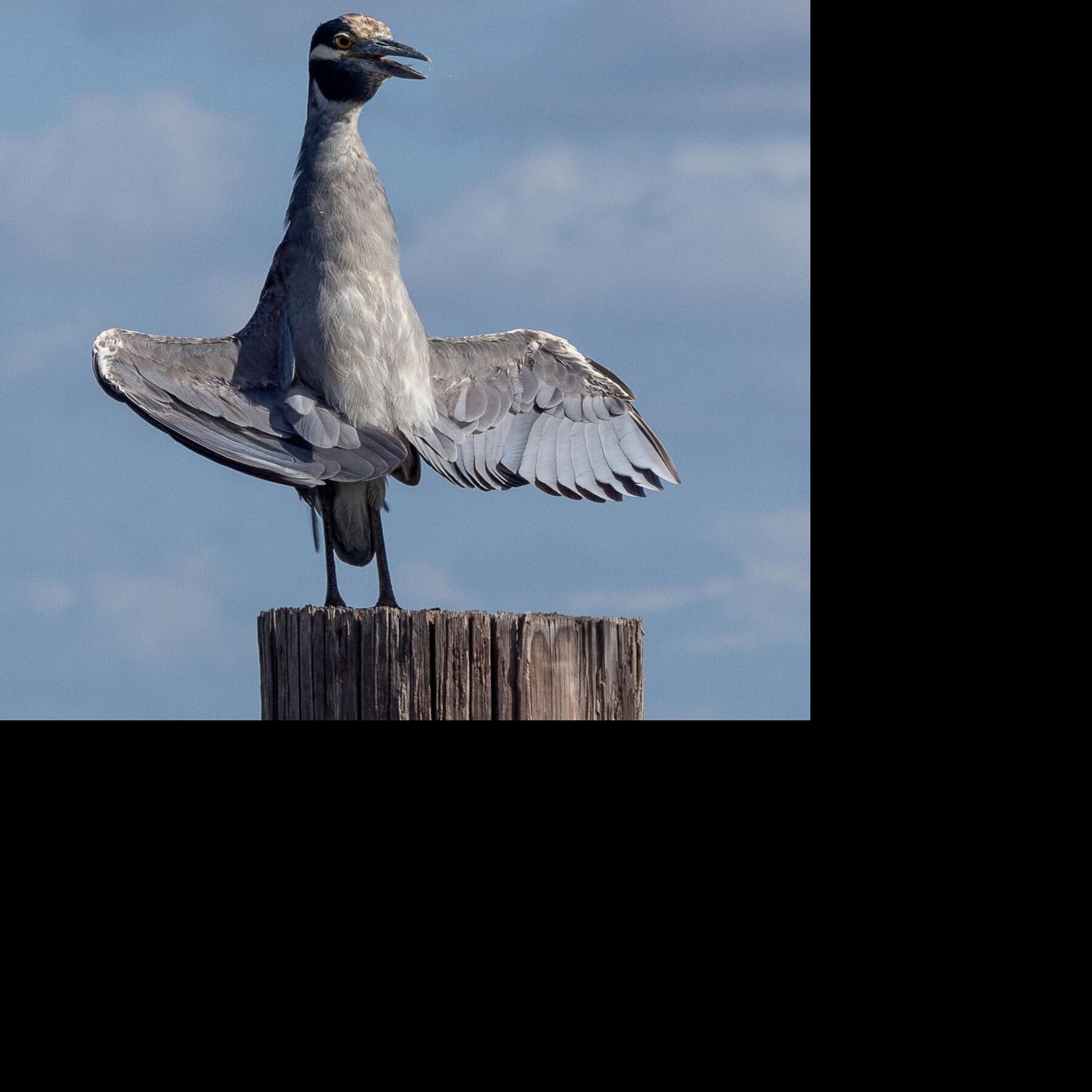 Shutterbugs | coastmonthly.com