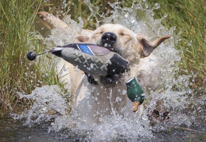 These dogs will hunt | Features | coastmonthly.com