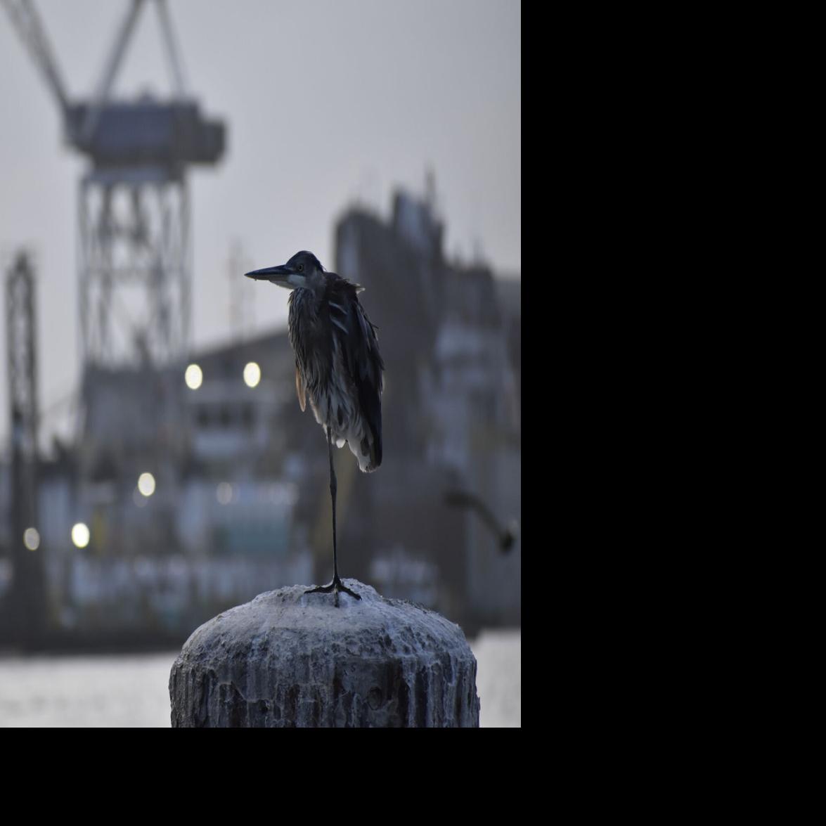 Shutterbugs | coastmonthly.com