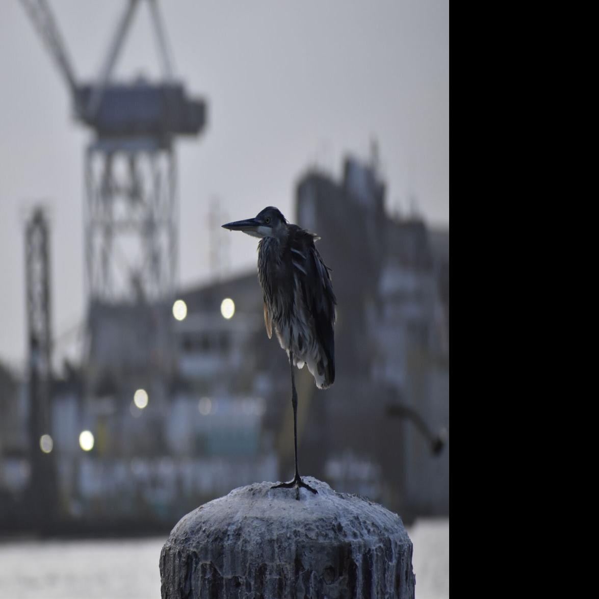 Shutterbugs | coastmonthly.com