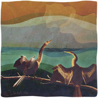 Anhinga | Bird's Eye View | coastmonthly.com