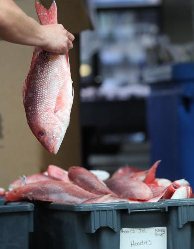 Plenty of fish in the sea? | Features | coastmonthly.com