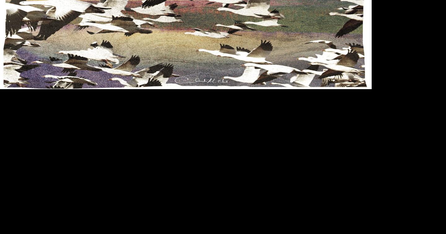 Snow Goose | Bird's Eye View | coastmonthly.com
