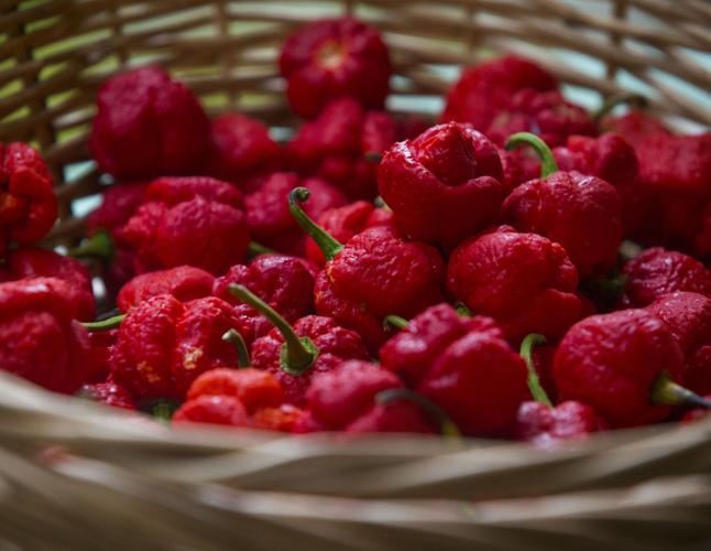 The fruits and spices of labor | Features | coastmonthly.com