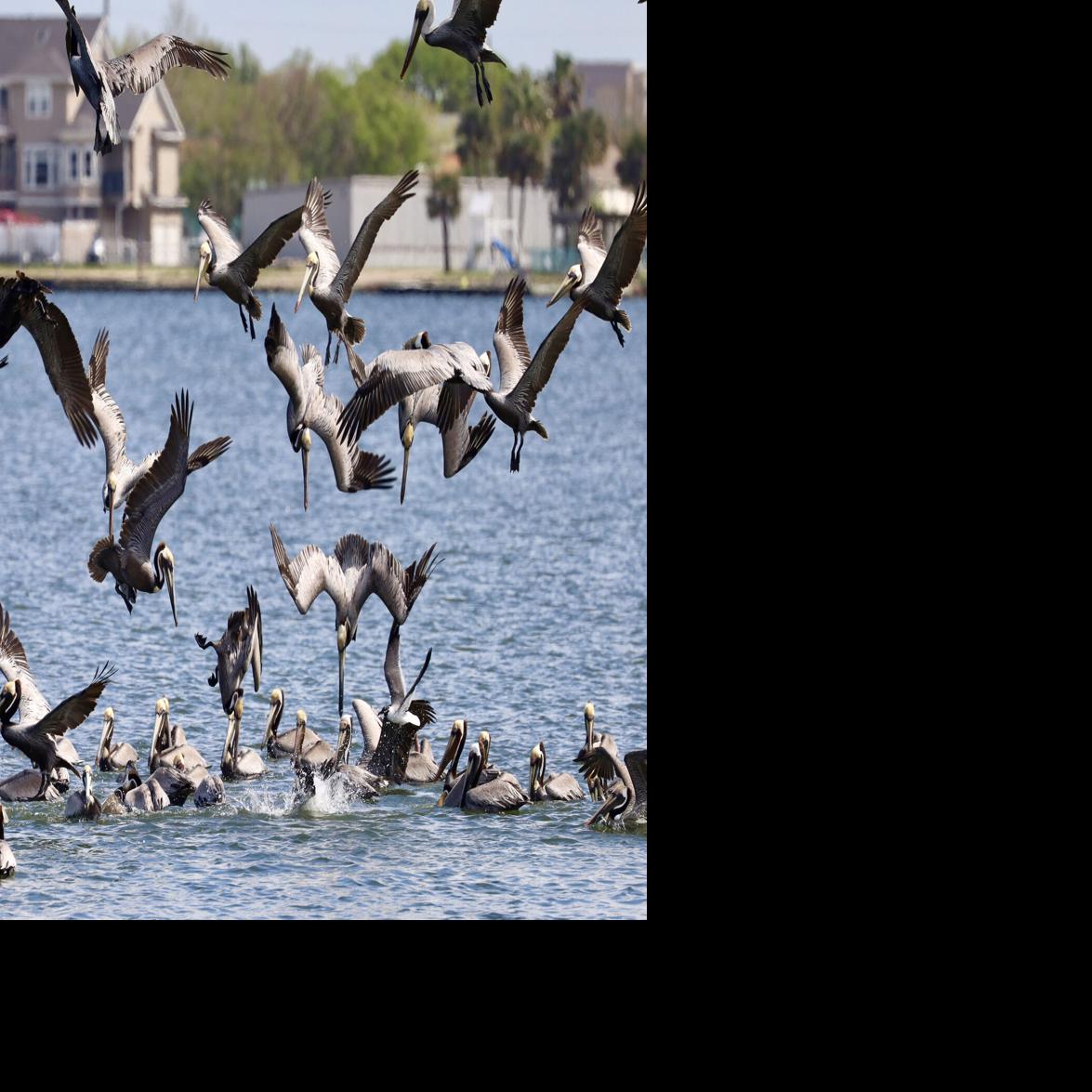 Shutterbugs | coastmonthly.com