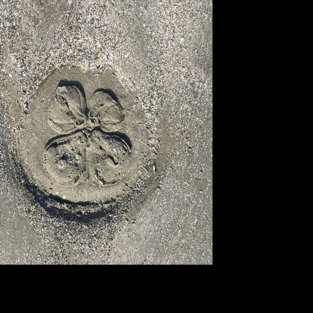 Shutterbugs | coastmonthly.com