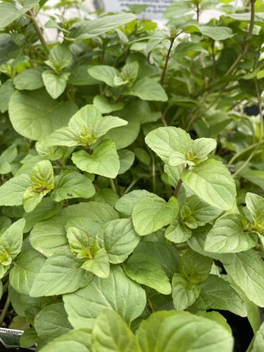 Mint condition | Garden Variety | coastmonthly.com