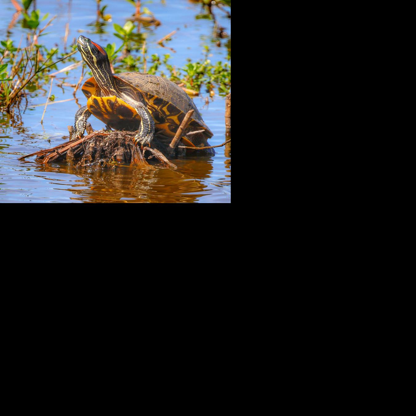 Shutterbugs | coastmonthly.com