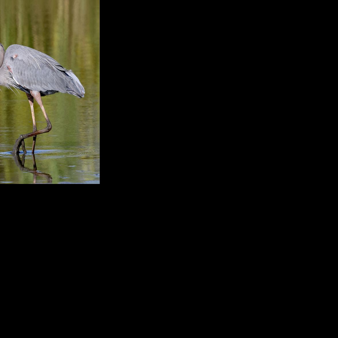 Shutterbugs | coastmonthly.com