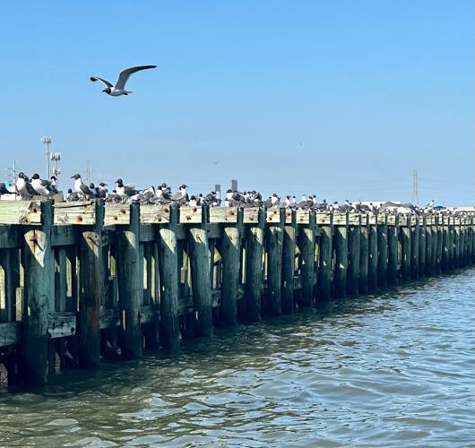 January Shutterbugs | Shutterbugs | coastmonthly.com