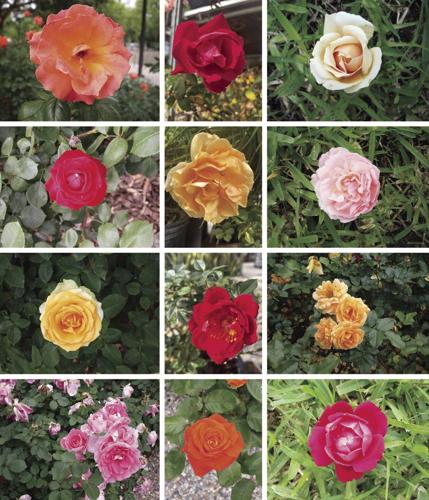 Love is a rose | Garden Variety | coastmonthly.com