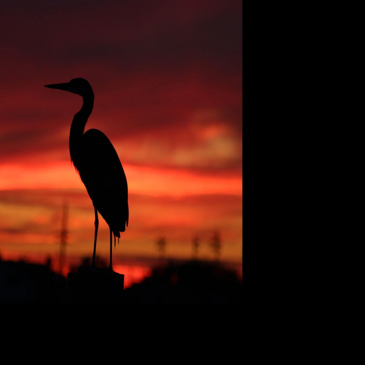 Shutterbugs | coastmonthly.com