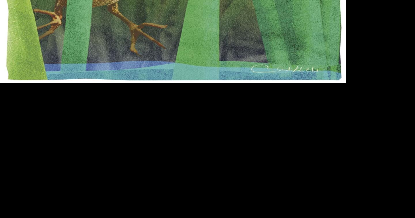 Least Bittern | Bird's Eye View | coastmonthly.com