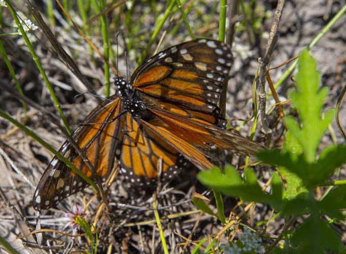 Protecting a prairie | Features | coastmonthly.com