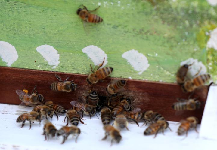 Keeper of the bees | Features | coastmonthly.com