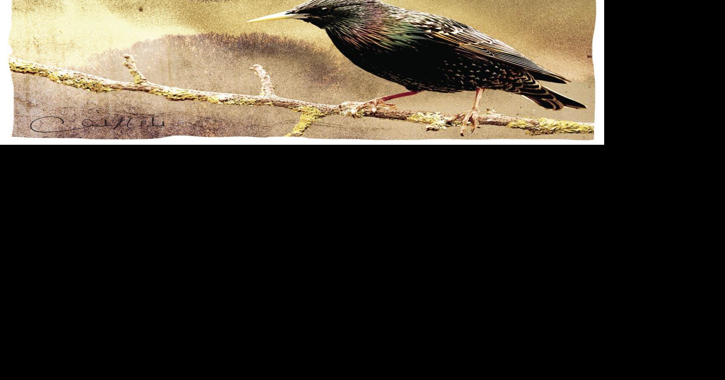 European starling | Bird's Eye View | coastmonthly.com