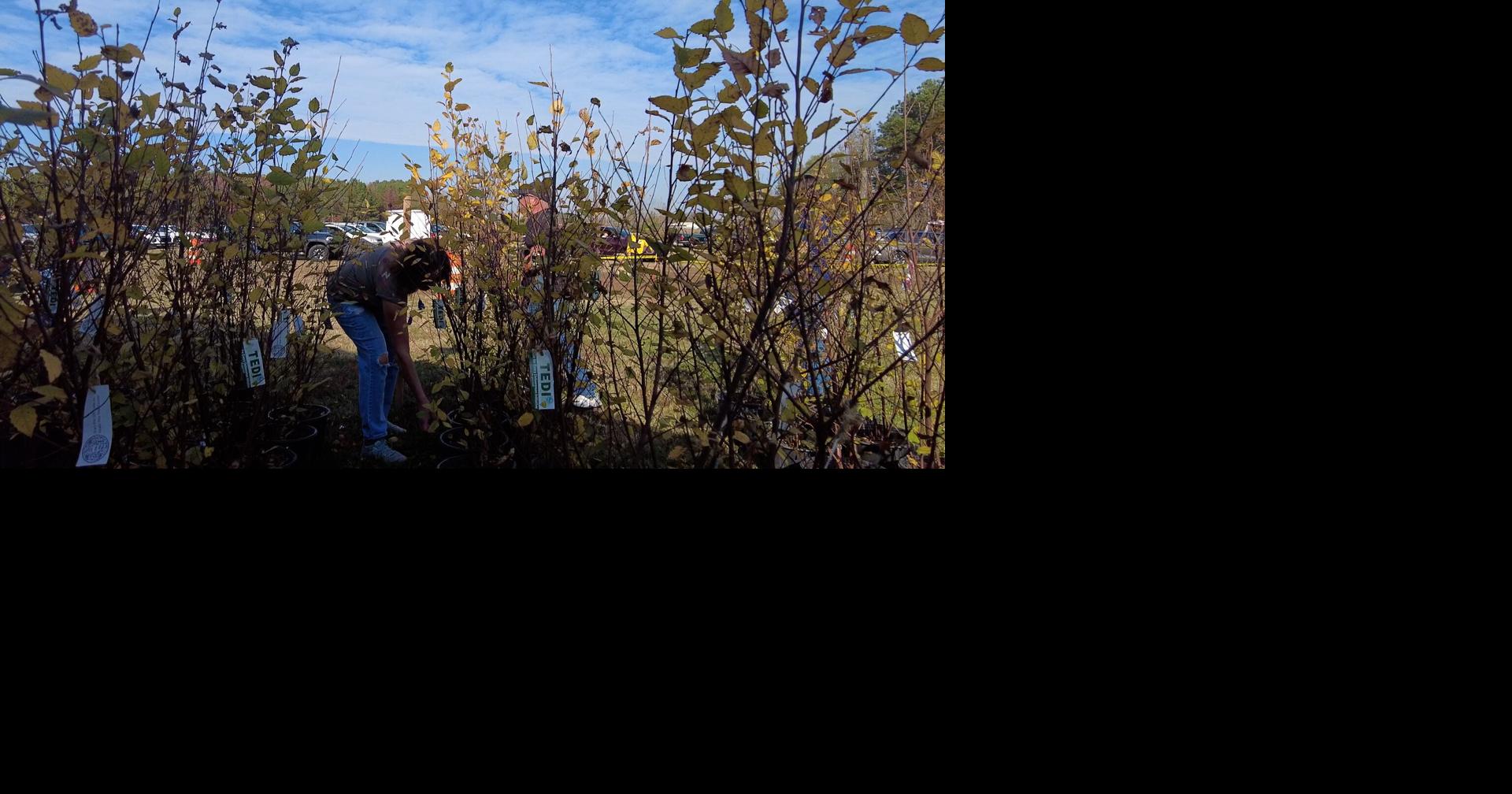 Sussex Conservation District Native Tree Giveaway: 200 Trees Claimed in ...